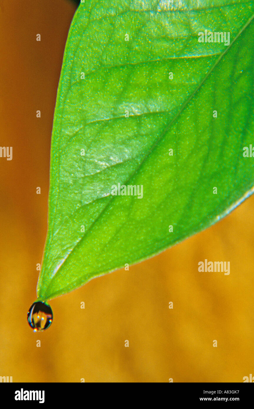 A single drop of water Stock Photo - Alamy