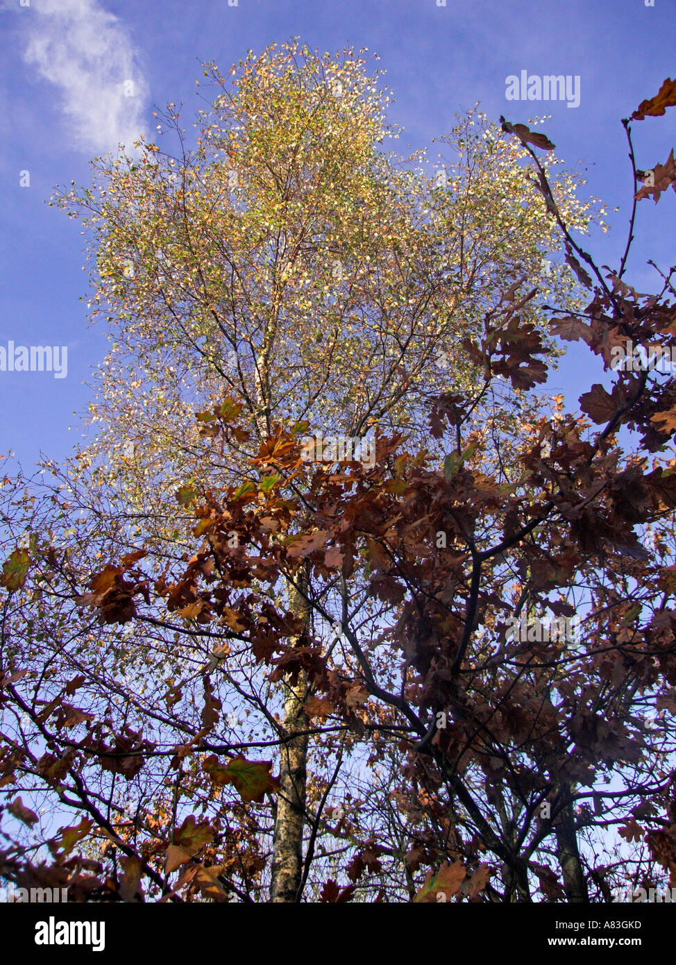 Silver birch and oak tree Stock Photo - Alamy