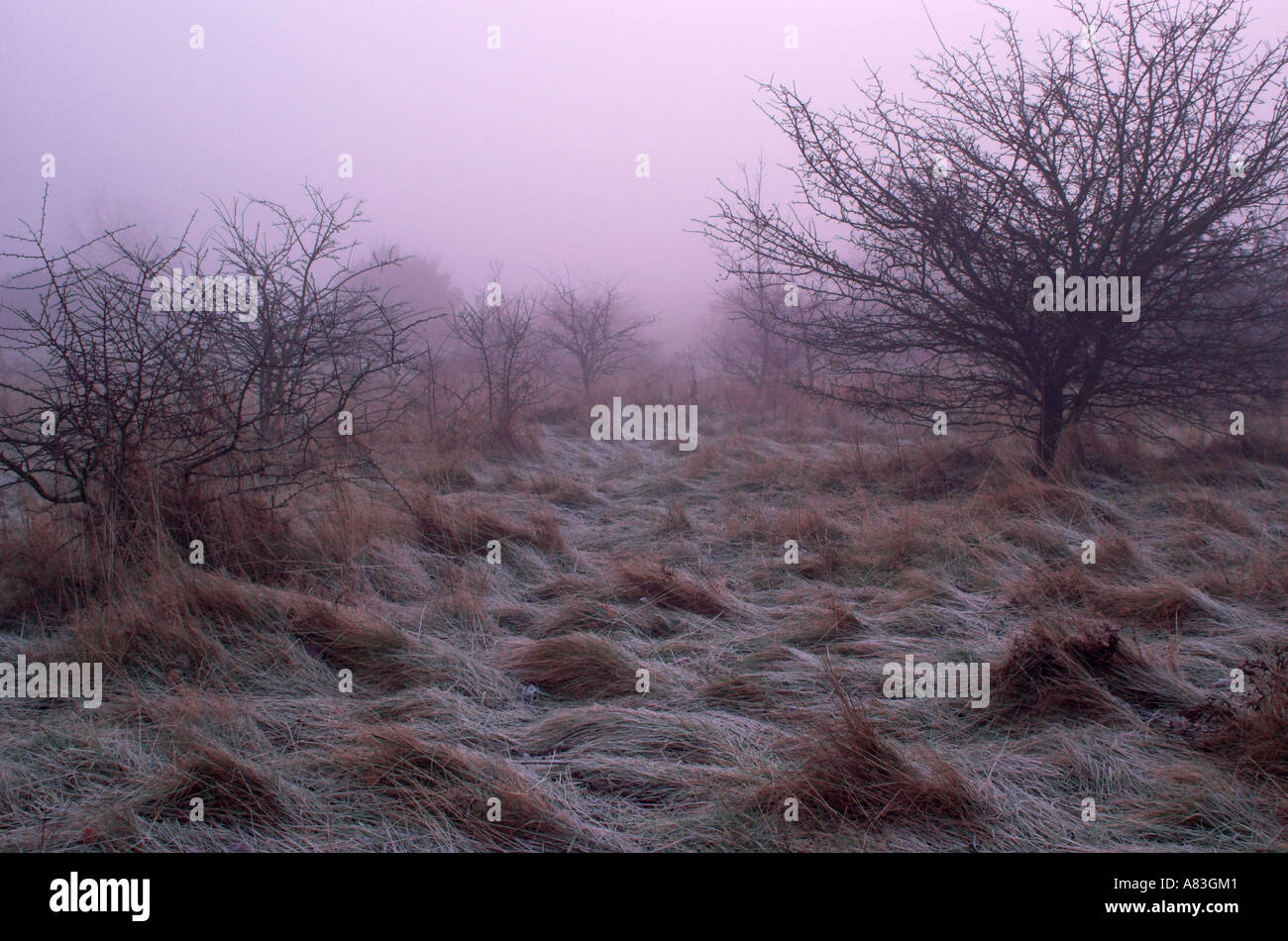 Cold winter morning in England Stock Photo - Alamy