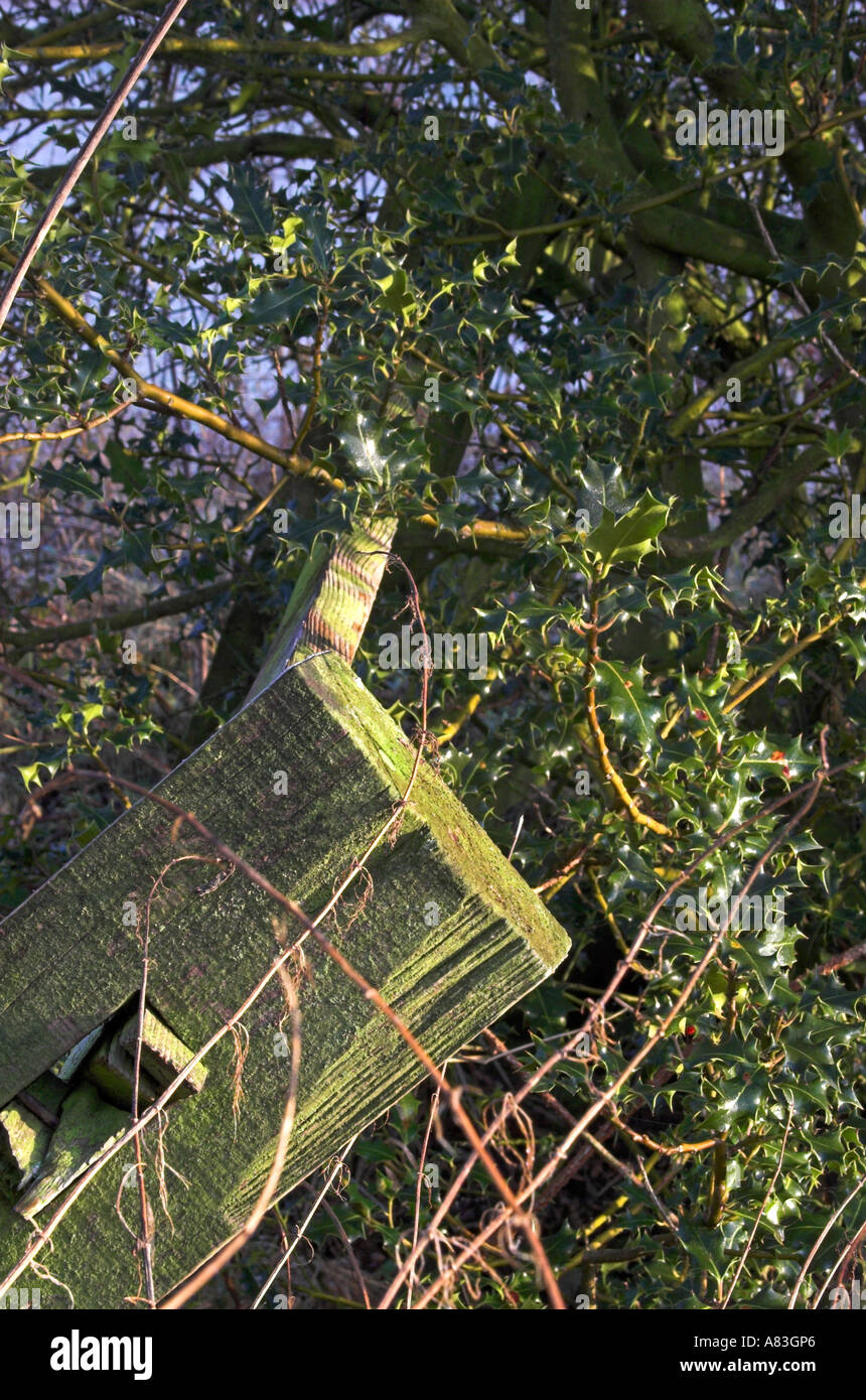 Fallen fence with Holly Stock Photo - Alamy