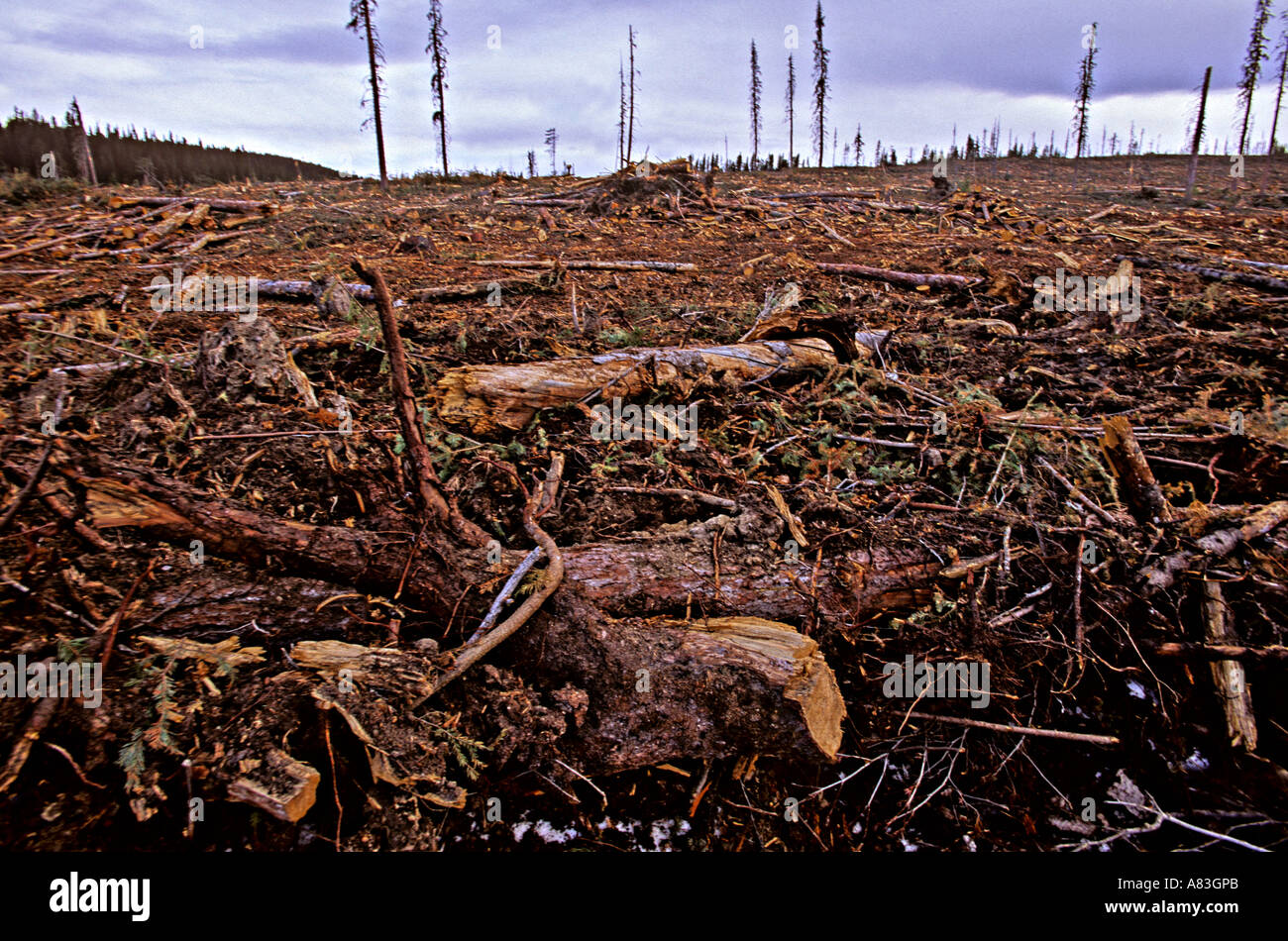 Clear cut hi-res stock photography and images - Alamy