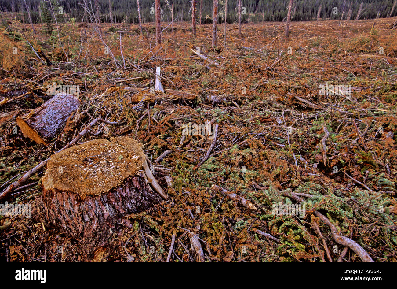 Clear cut hi-res stock photography and images - Alamy