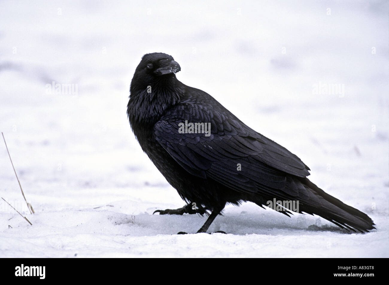 Raven habitat hi-res stock photography and images - Alamy