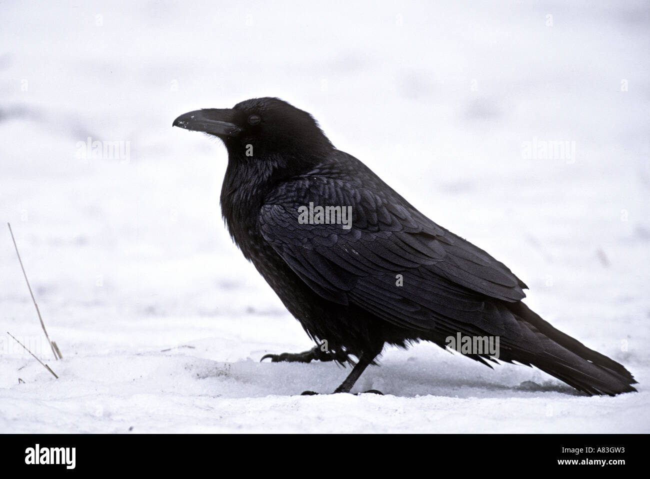 Raven habitat hi-res stock photography and images - Alamy