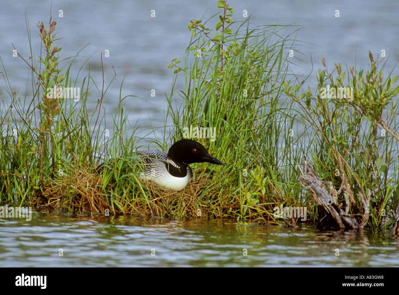 Common Loon sitting on a nest Stock Photo - Alamy