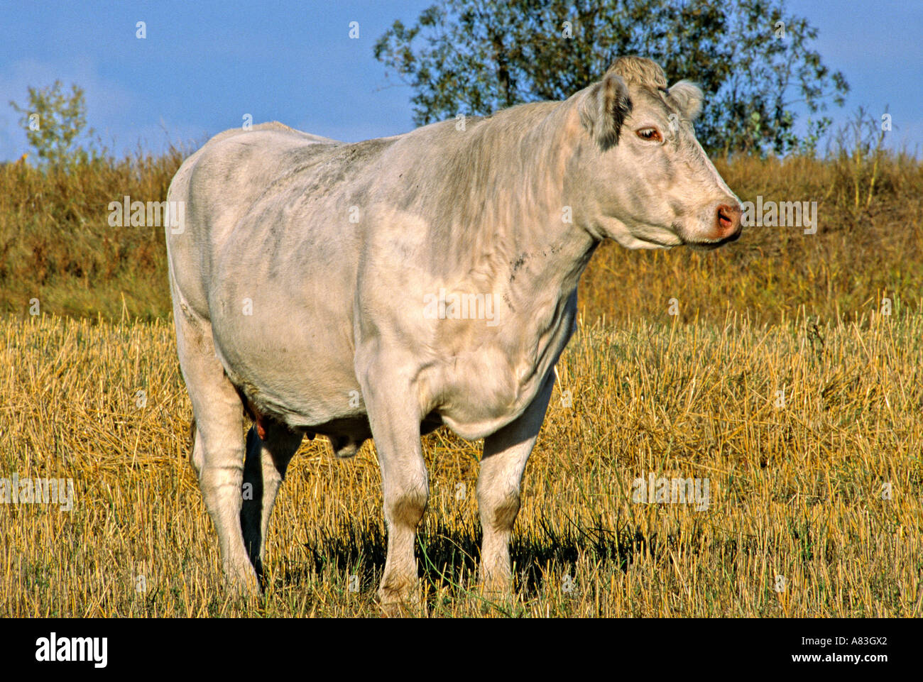 A side view of a cow Stock Photo - Alamy