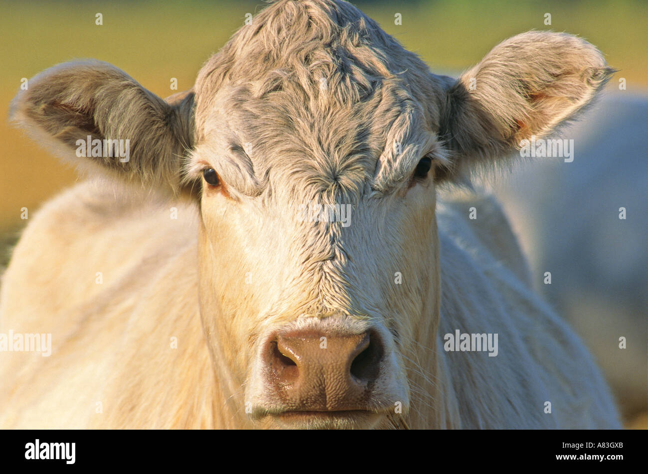 Cow facial hi-res stock photography and images - Alamy