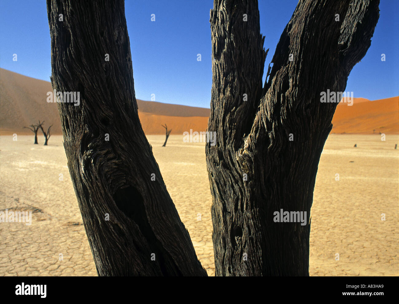 Dead Vlei Salt Pan, Sossusvlei, Namibia Stock Photo - Alamy