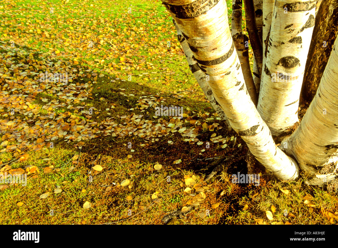 Robert birch hi-res stock photography and images - Alamy