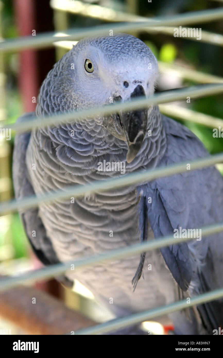 Parrot in cage Stock Photo - Alamy