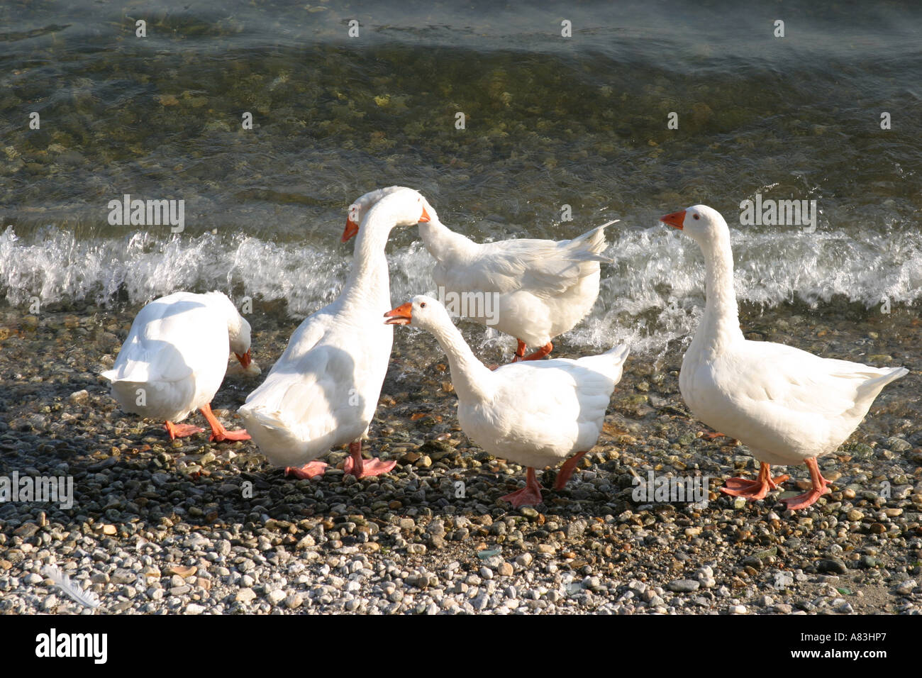Wild ducks by Lake Como shore waterfront Stock Photo - Alamy