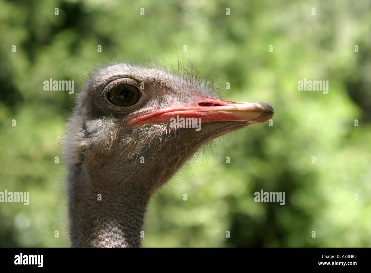 Ostrich profile hi-res stock photography and images - Alamy