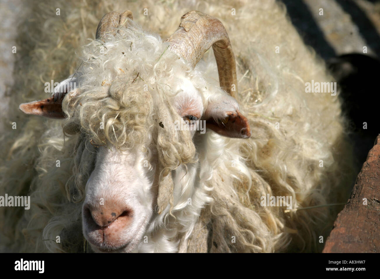 Sheep needing haircut Stock Photo - Alamy