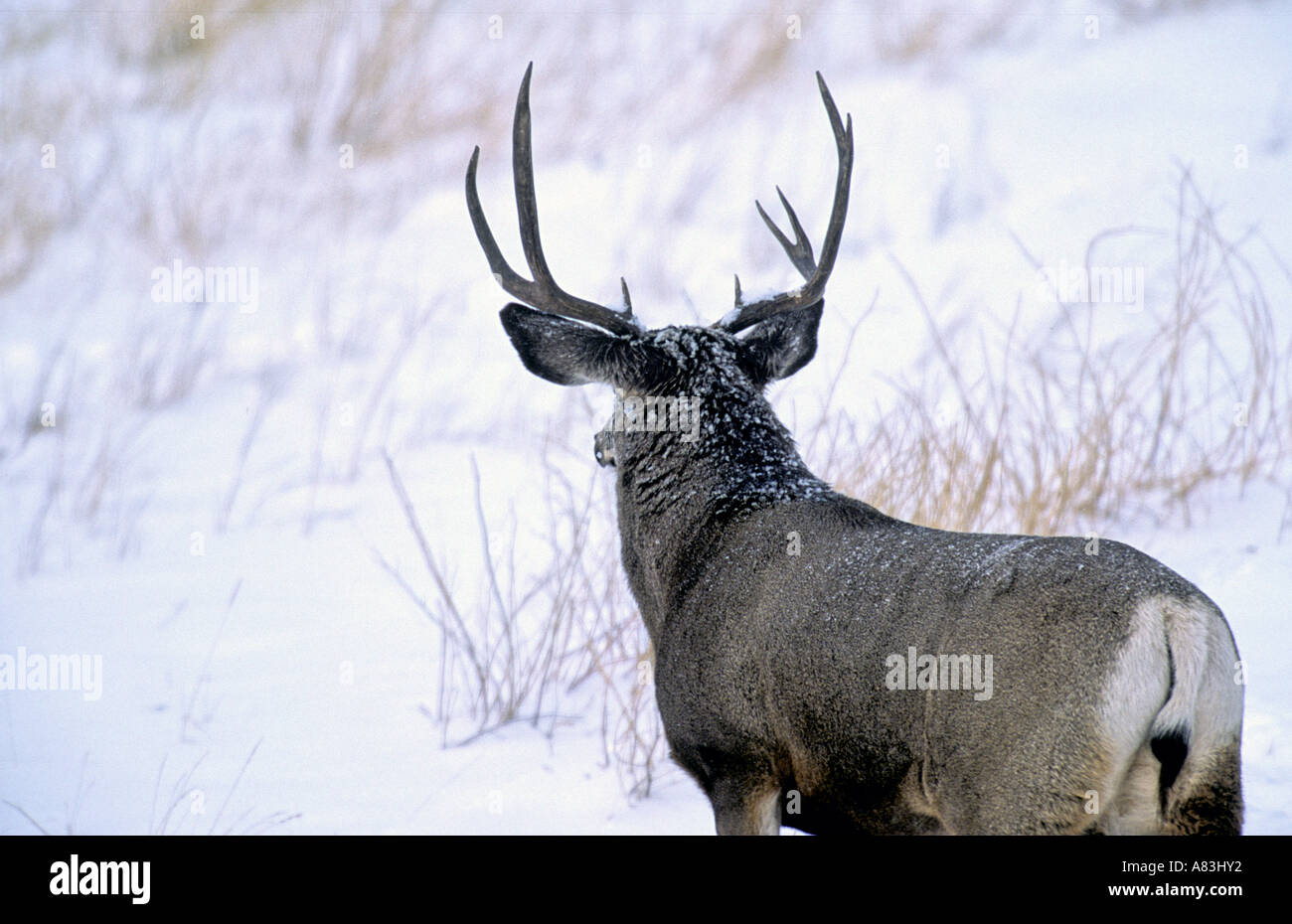 Mule Deer Buck looking away Stock Photo - Alamy