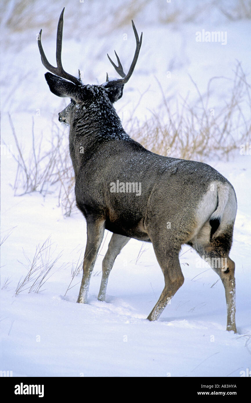 Mule Deer Buck 65 Stock Photo - Alamy