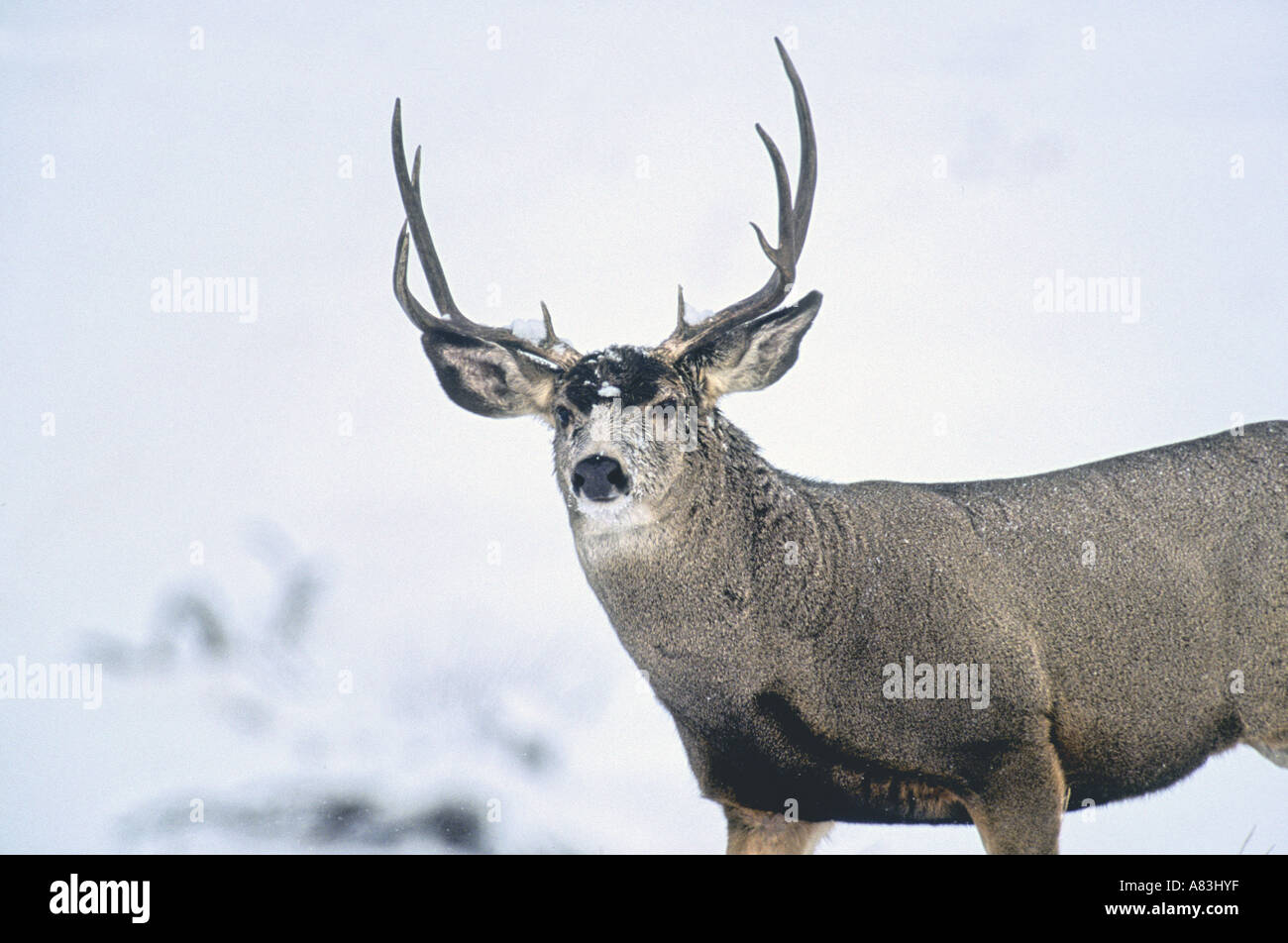 Mule Deer Buck portrait Stock Photo - Alamy