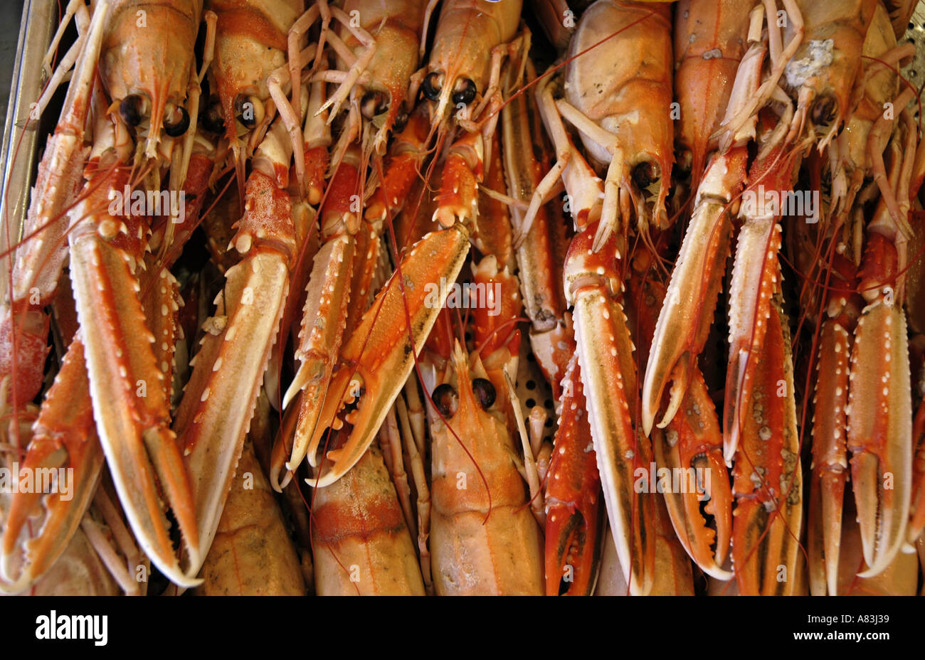 Crayfish eyes hi-res stock photography and images - Alamy