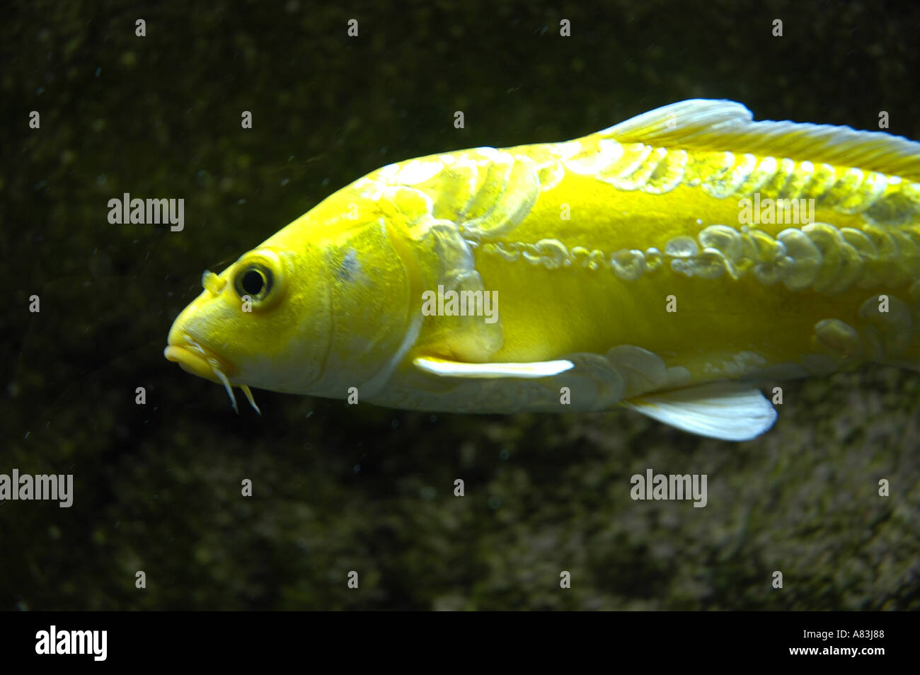 Black water tank hi-res stock photography and images - Alamy