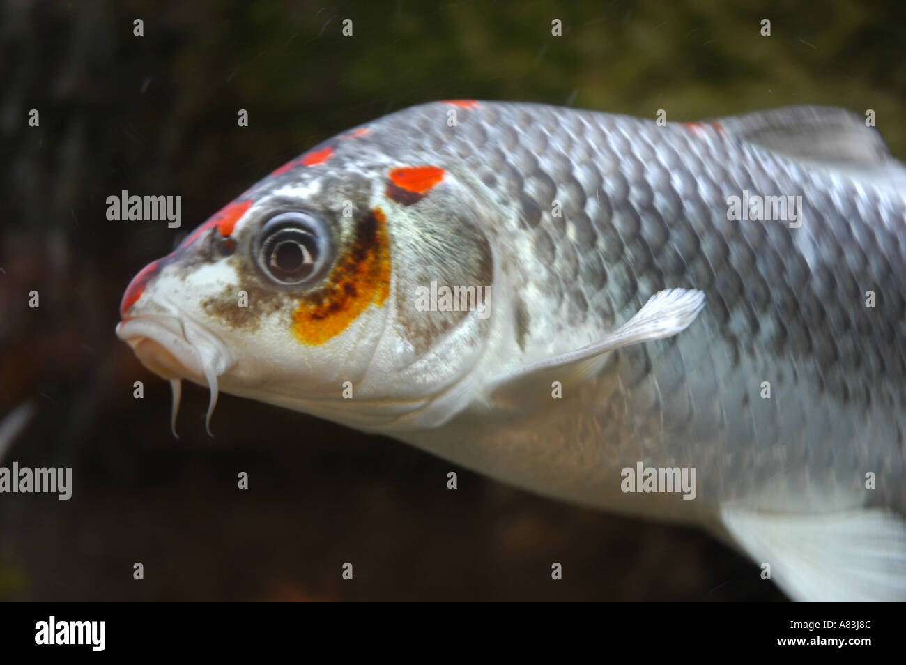 Orange and white cold water fish in tank Stock Photo - Alamy