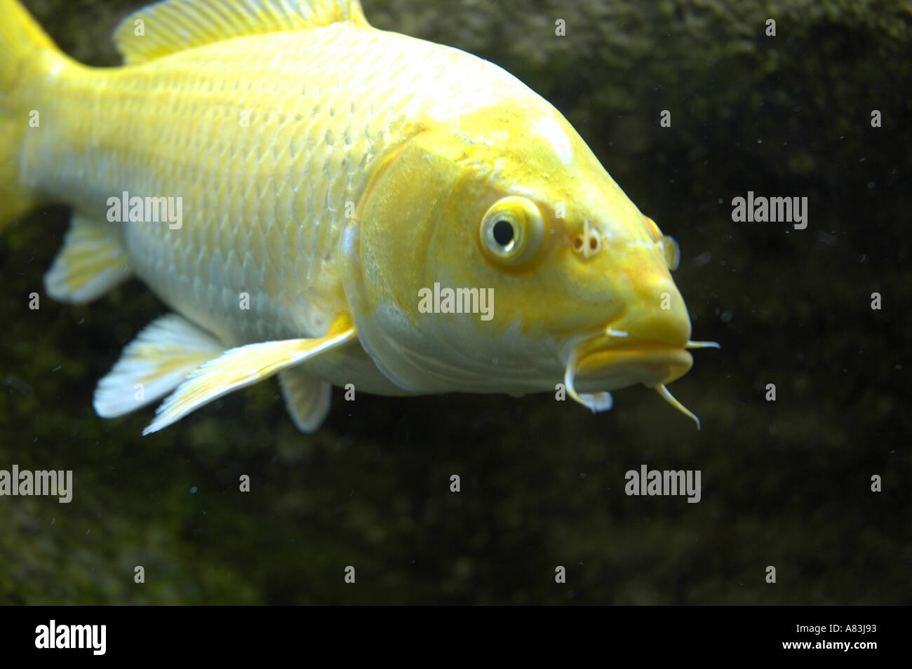 Cold water fish hi-res stock photography and images - Alamy