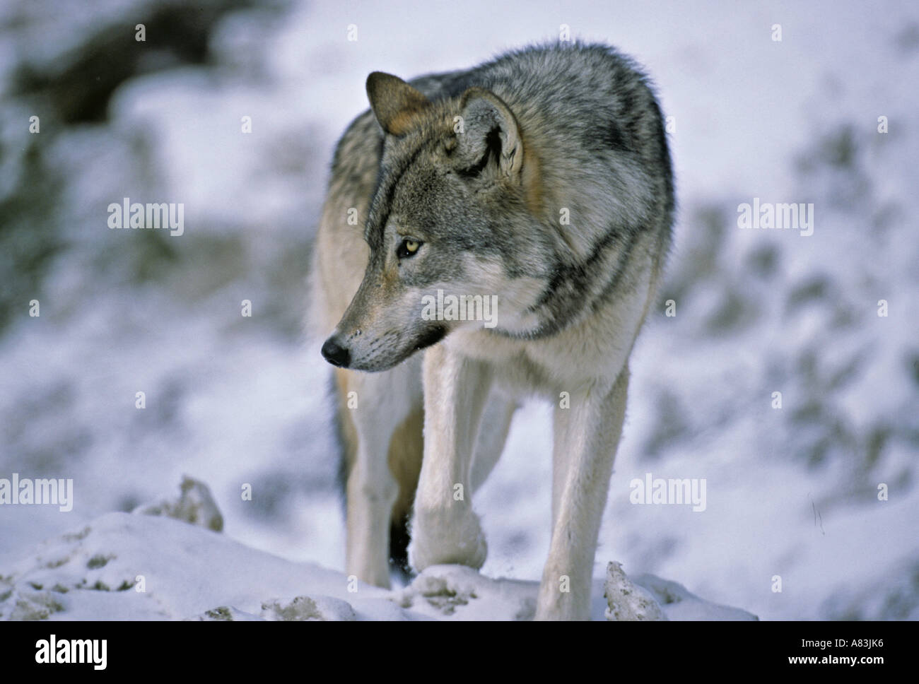 Wolf wild standing looking away Stock Photo - Alamy