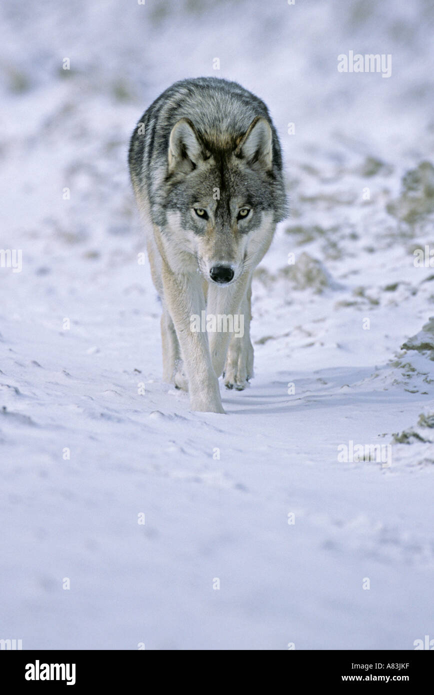 Wild Wolf walking forward Stock Photo - Alamy