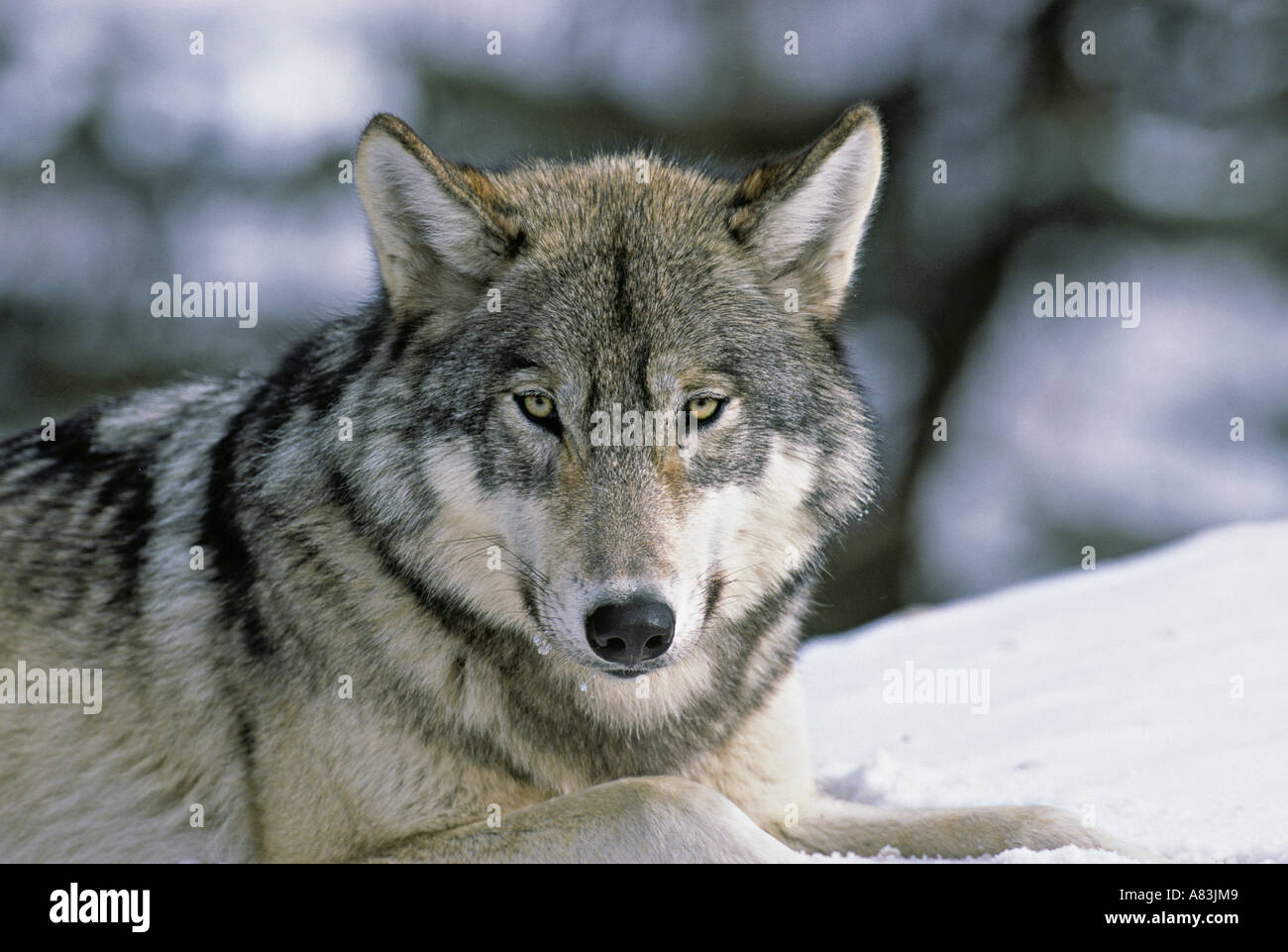 Wild Wolf portrait Stock Photo - Alamy
