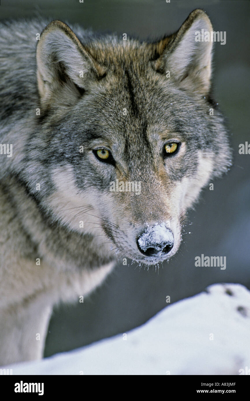 Wild Wolf portrait Stock Photo - Alamy