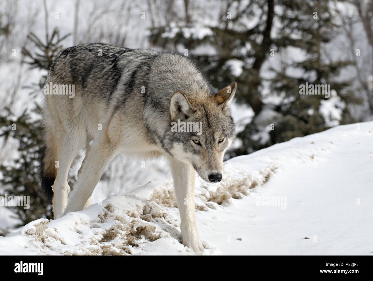 A Wild Timber Wolf Stock Photo - Alamy