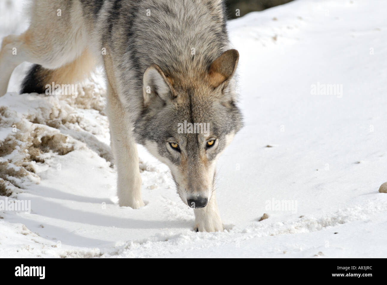 Wild Wolf in an intimidating pose Stock Photo - Alamy