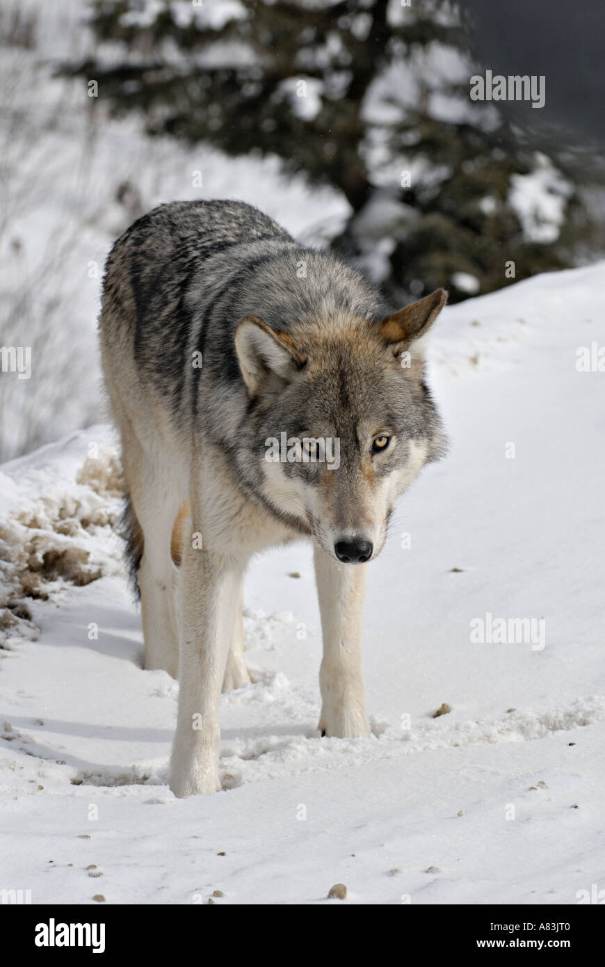 A Wild Wolf Stock Photo - Alamy
