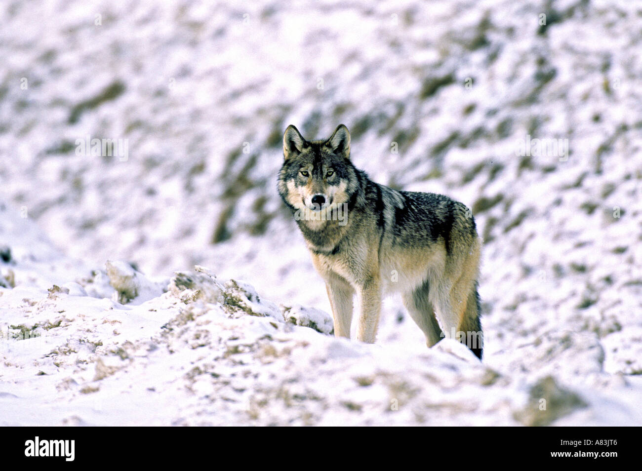 A wild Timber Wolf standing in the snow Stock Photo - Alamy
