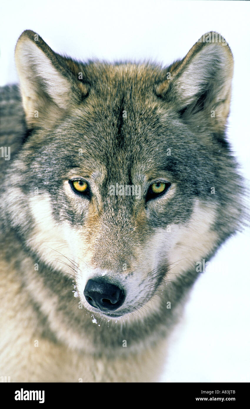 Wild Wolf close up portrait Stock Photo - Alamy