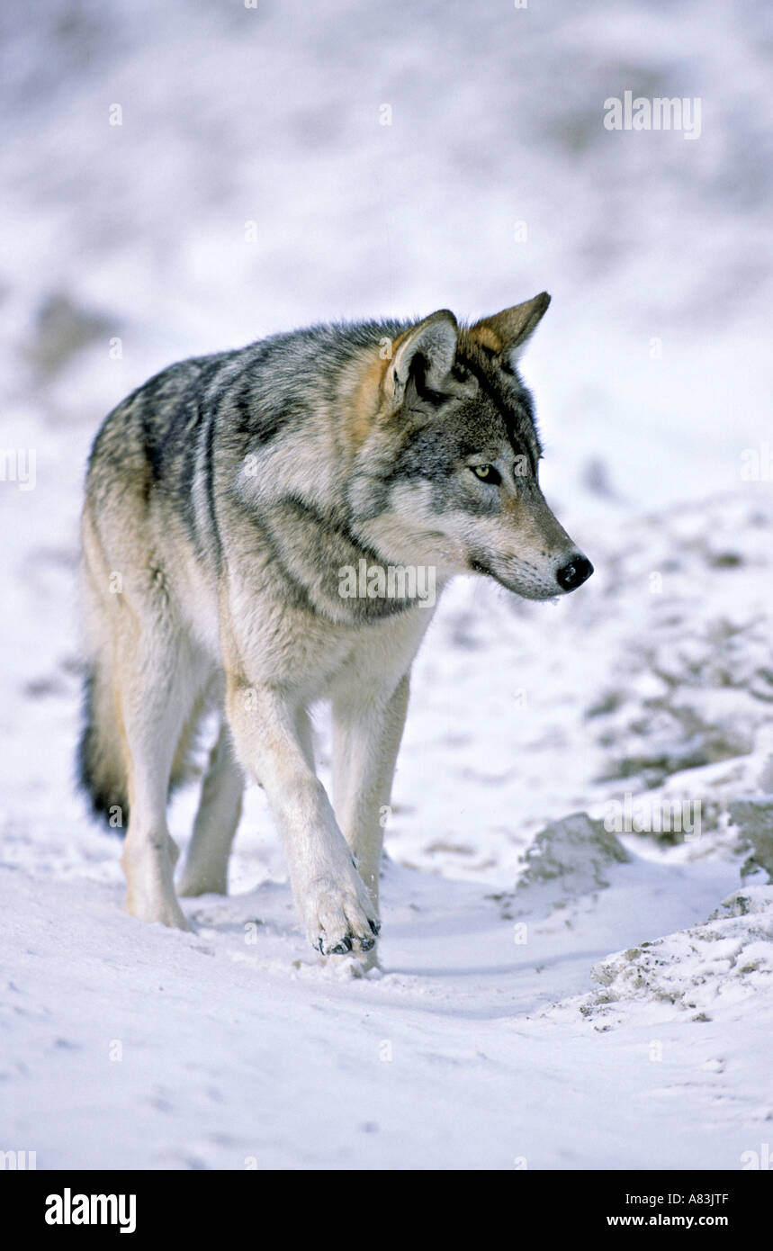A wild Timber Wolf walking along a path Stock Photo: 6843662 - Alamy