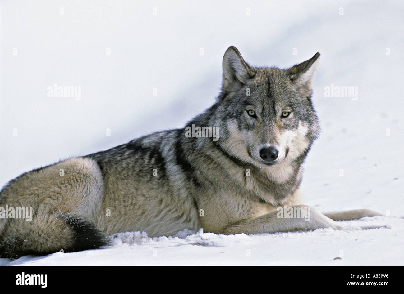 North American Timber Wolf Stock Photos & North American Timber Wolf ...