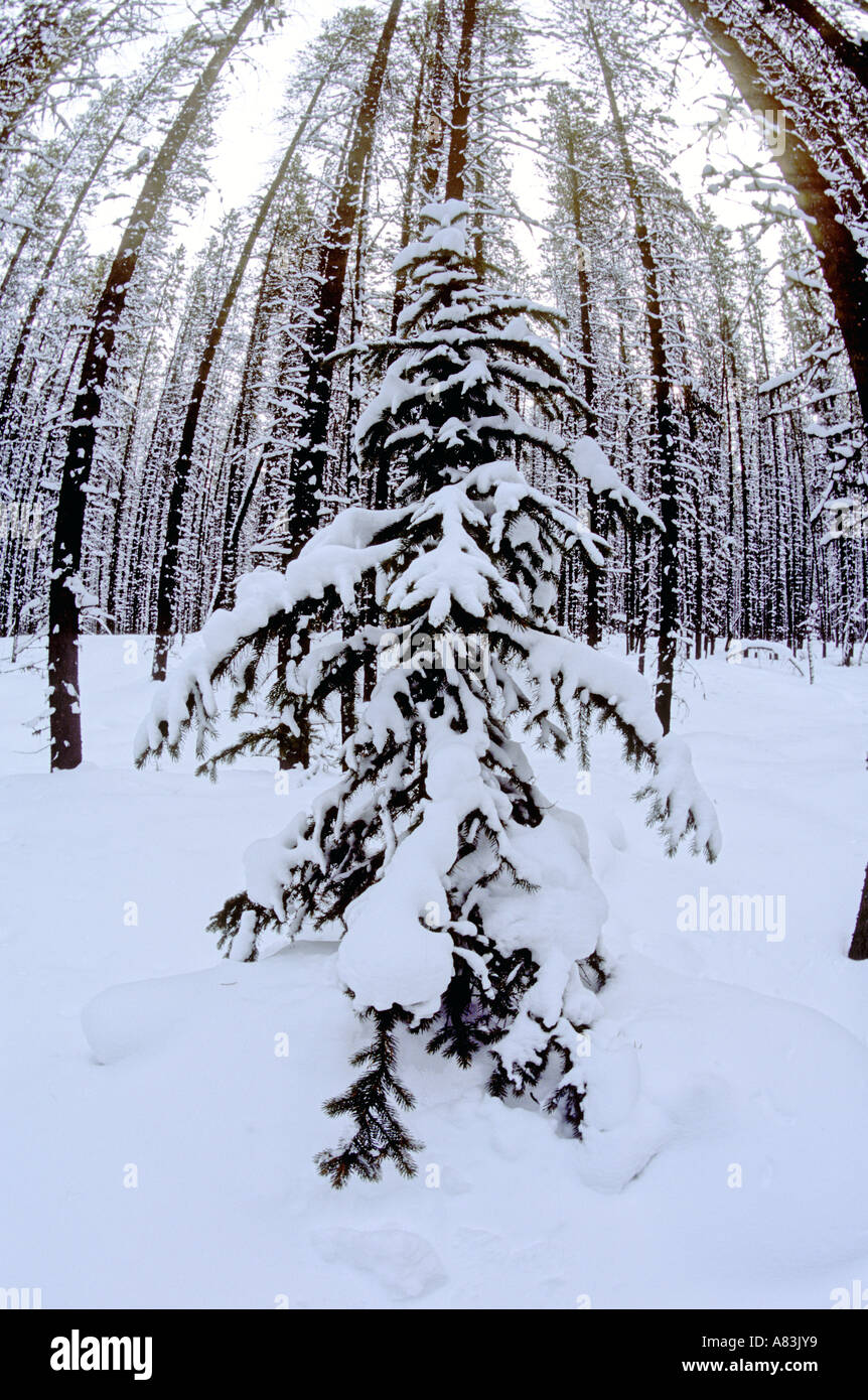 A Spruce tree covered with snow Stock Photo - Alamy
