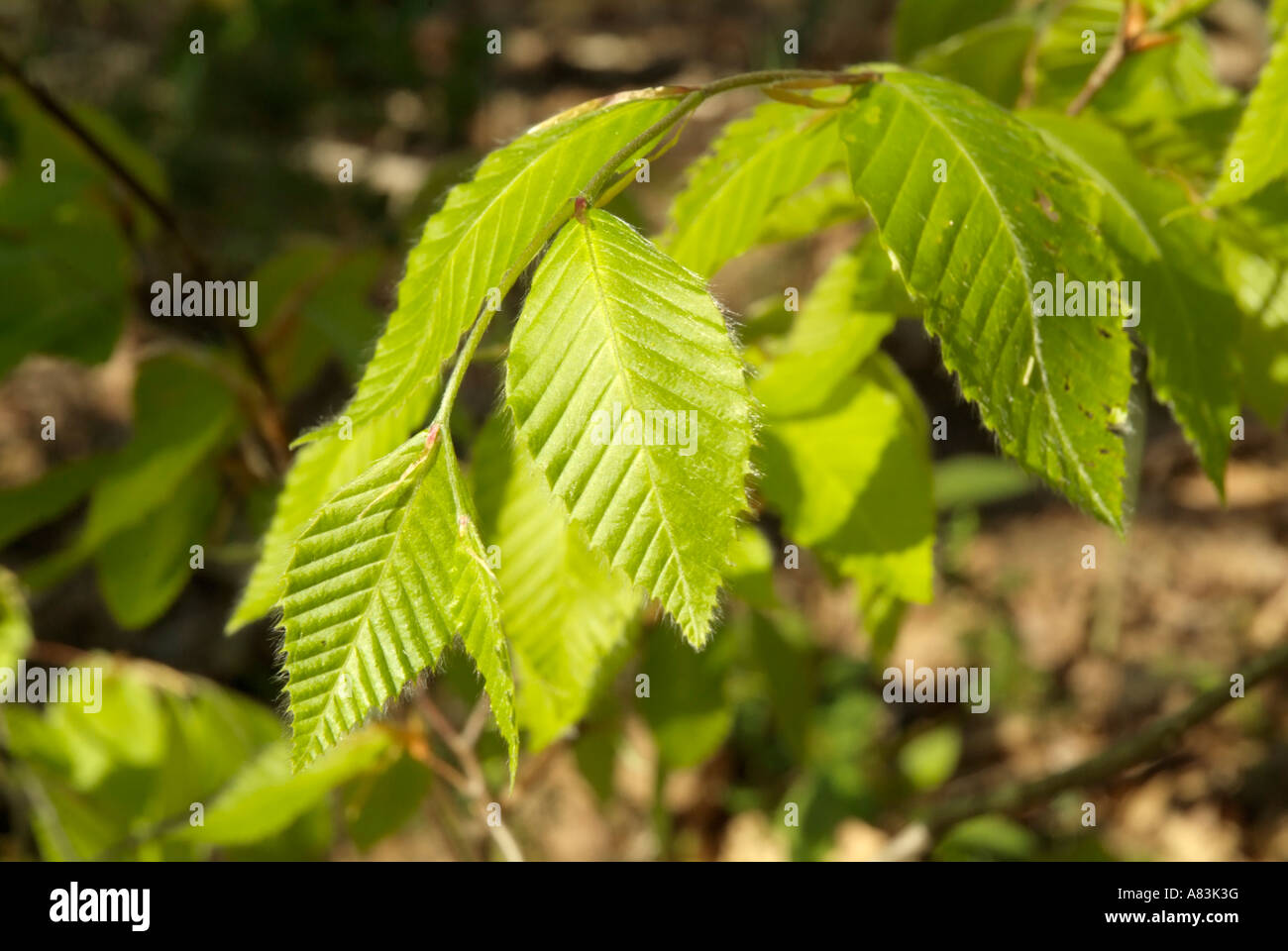 American Beech Fagus Grandifolia Leaf High Resolution Stock Photography ...