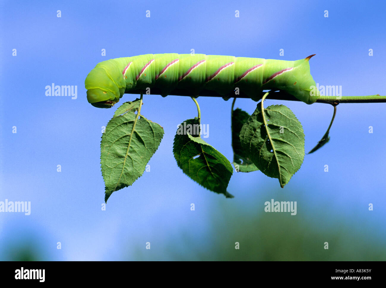 Caterpiller on a leafstem of a tree Stock Photo - Alamy