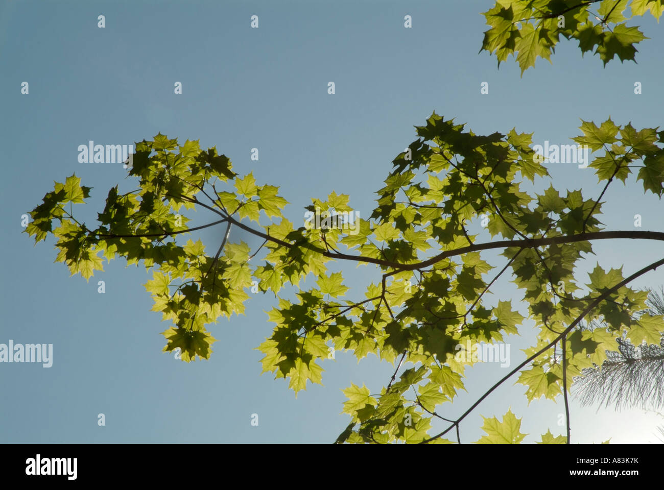 Sugar Maple Acer saccharum during the spring months in a New England ...