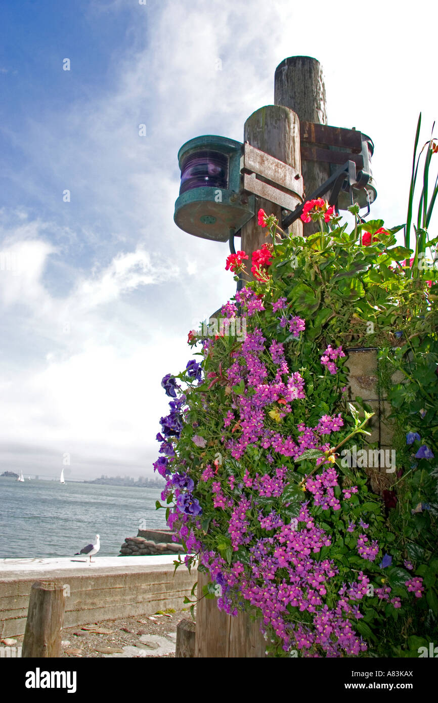 Bay area flower hi-res stock photography and images - Alamy