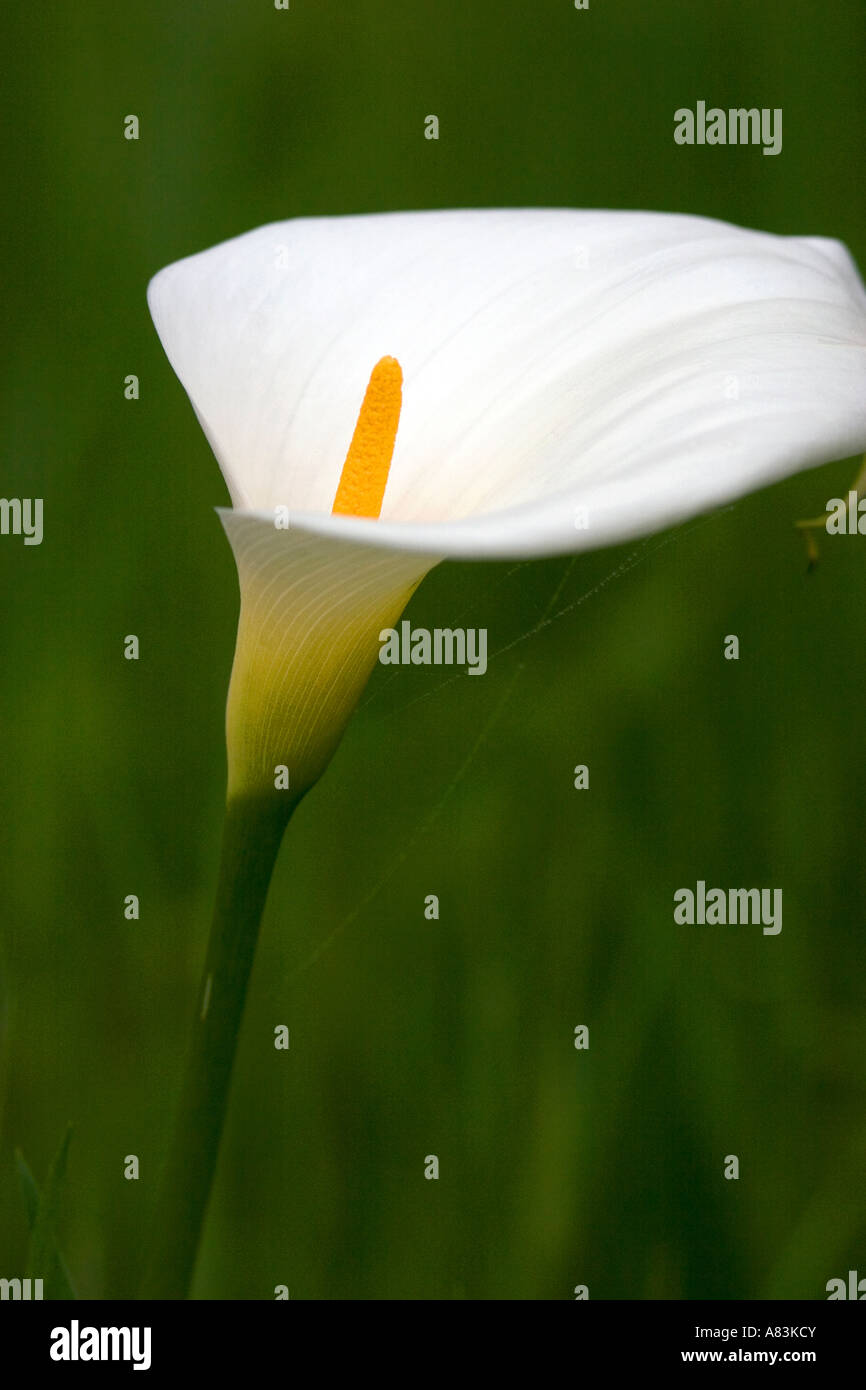A white calla lily in Monterey California Stock Photo - Alamy