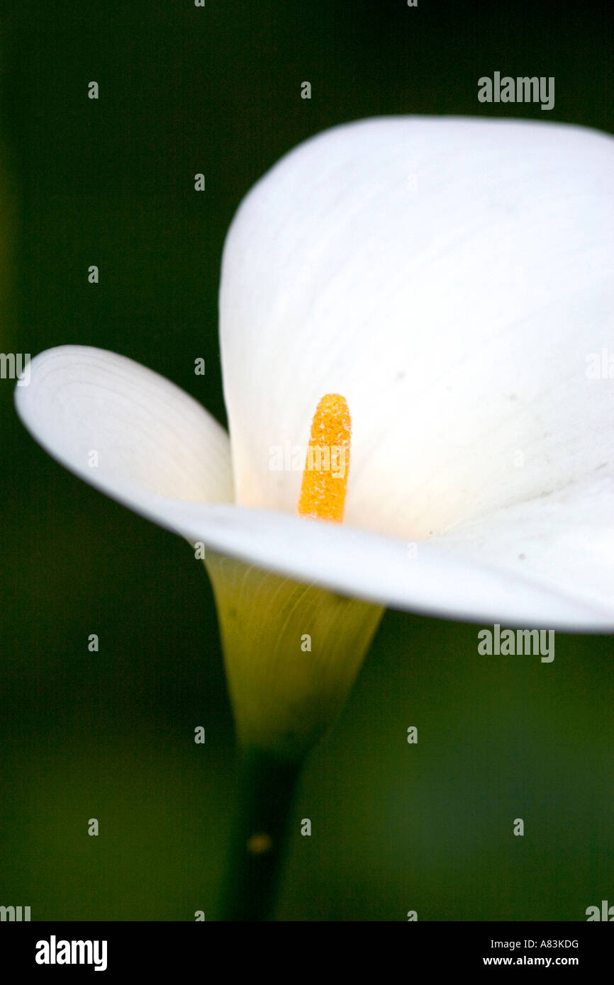 A white calla lily in Monterey California Stock Photo - Alamy