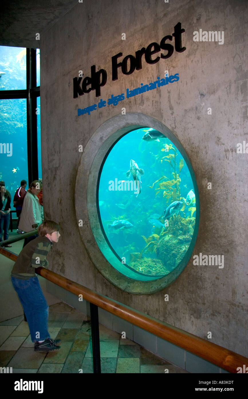 Kelp hi-res stock photography and images - Alamy