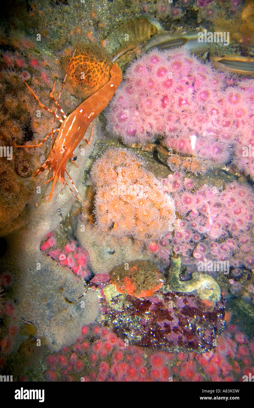 Shrimp and coral display at the Monterey Bay Aquarium in Moterey ...