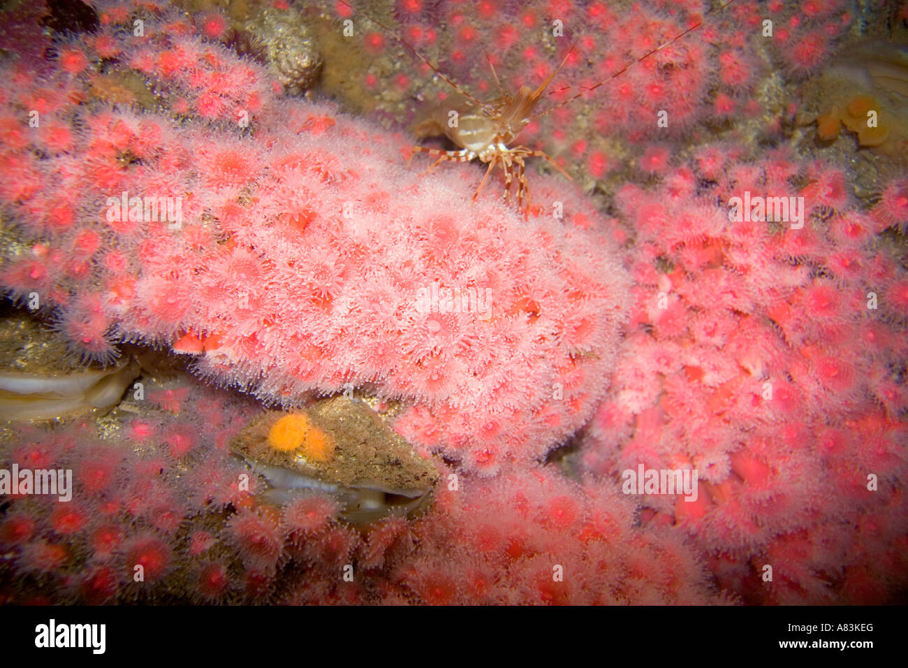 Colorful coral display with sea creatures at the Monterey Bay Aquarium ...