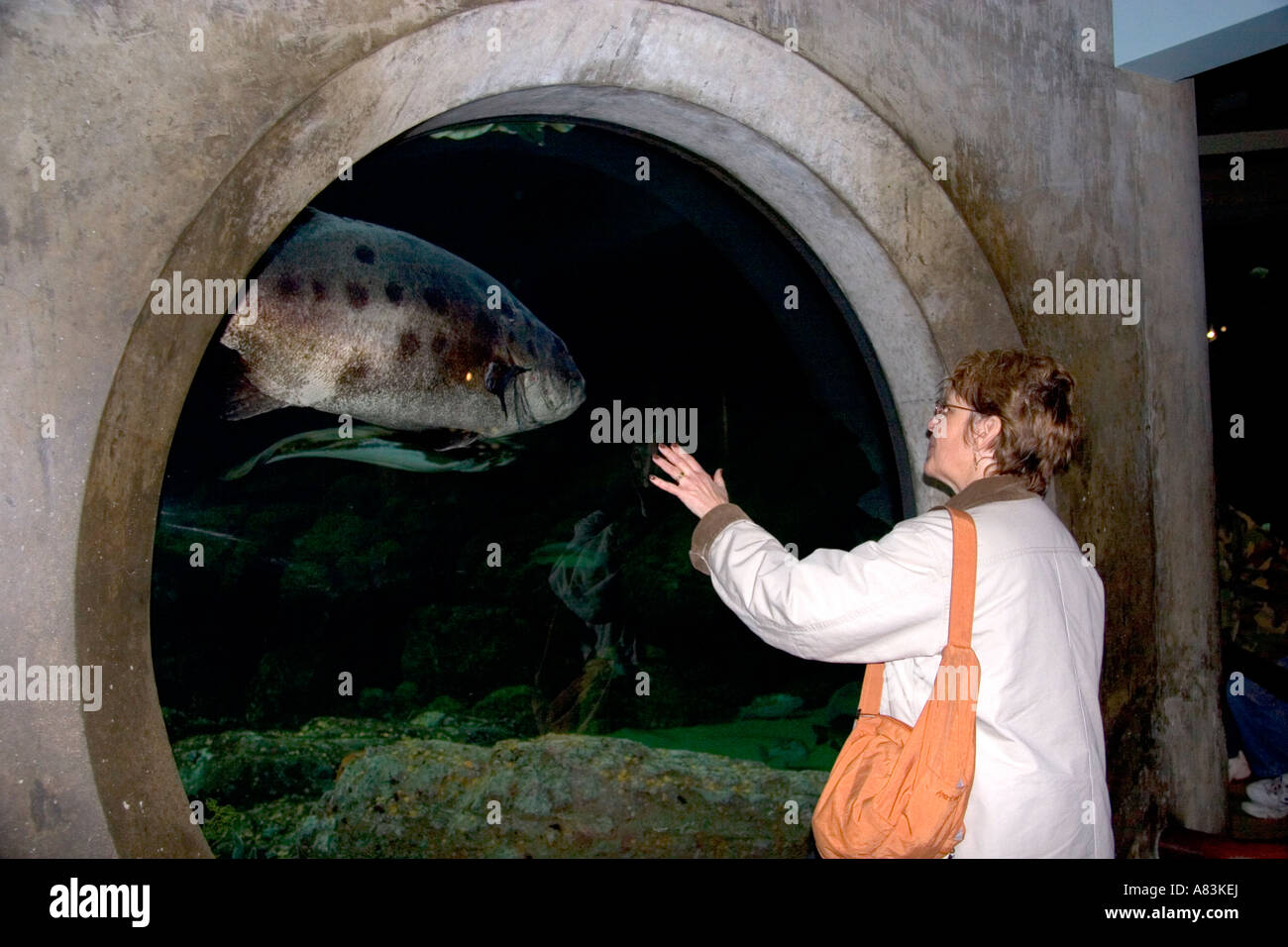 Visitor looking at fish in the Monterey Bay Aquarium at Monterey ...