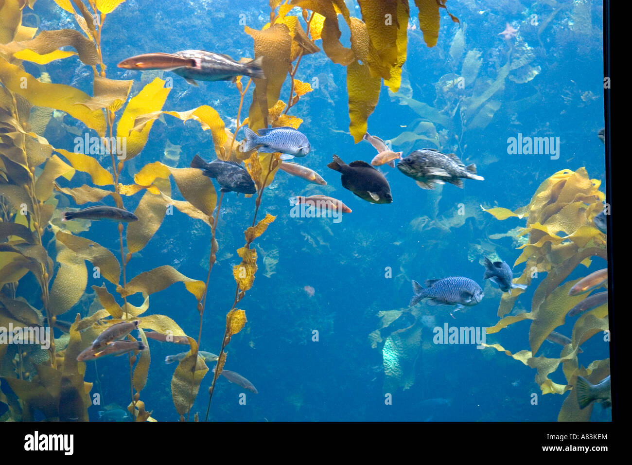 Kelp hi-res stock photography and images - Alamy