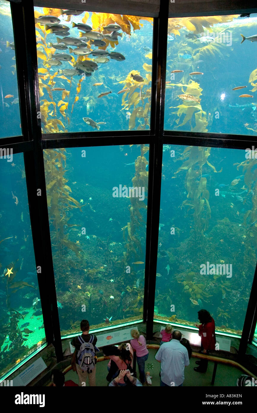 Kelp hi-res stock photography and images - Alamy