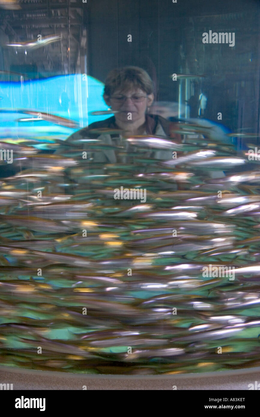 Anchovy display at the Monterey Bay Aquarium in Monterey California ...
