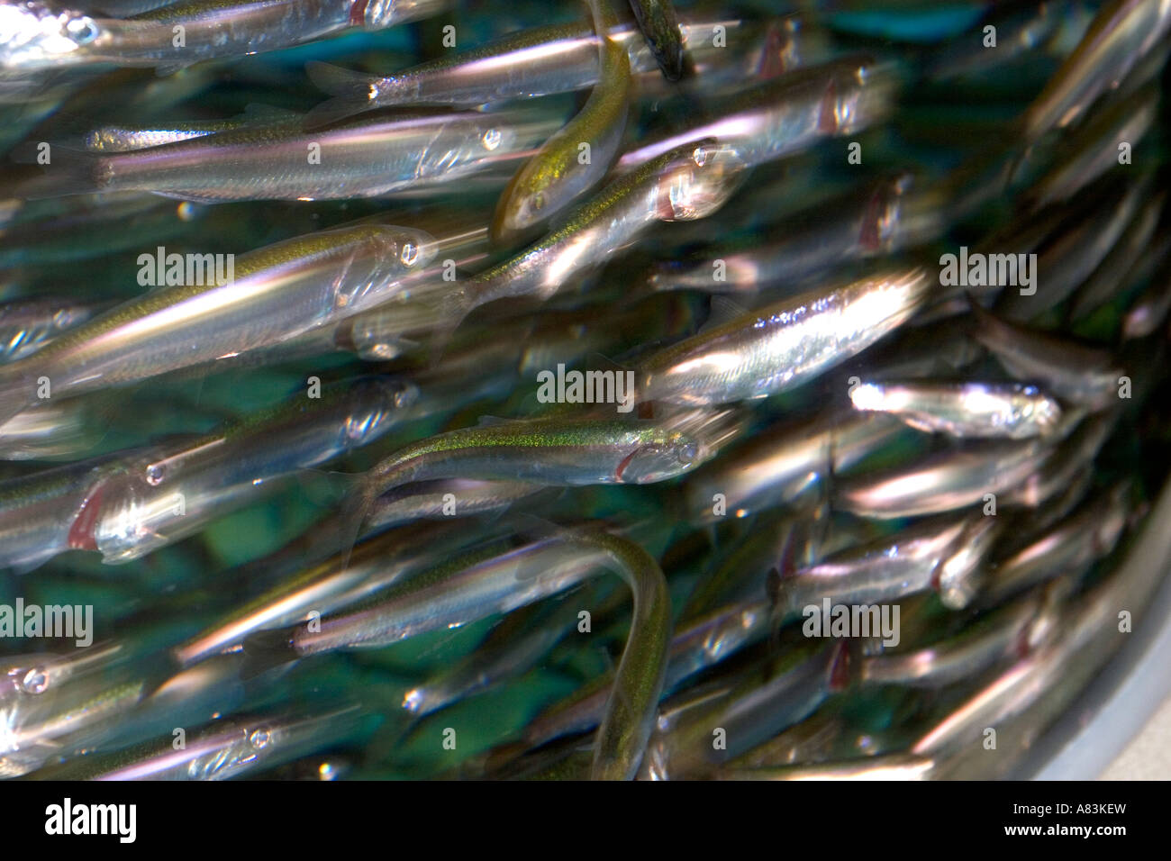 Anchovies on display at the Monterey Bay Aquarium in Monterey ...